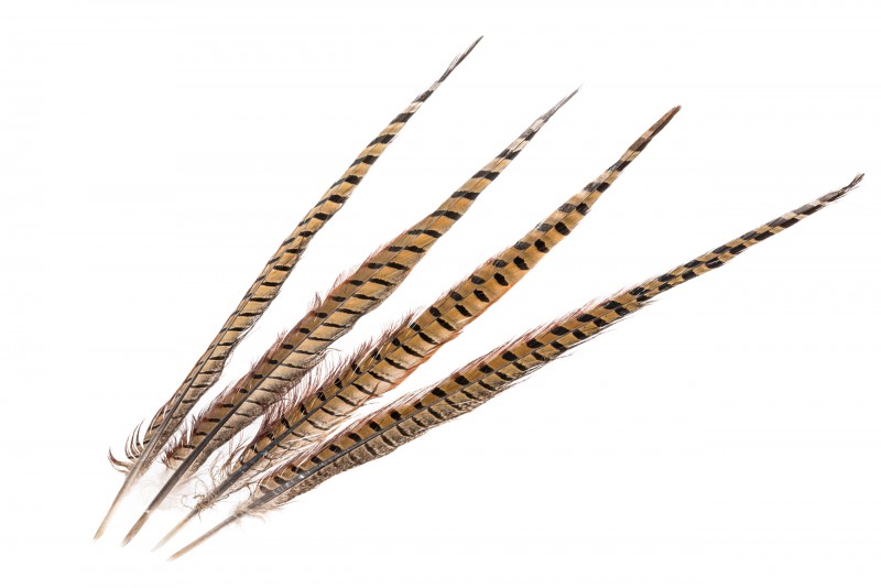 Fasanenfeder natur 10 Stk. 45-50cm