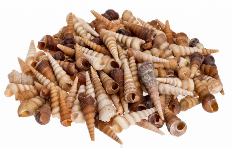 Turritella terebra 1kg 6-8cm