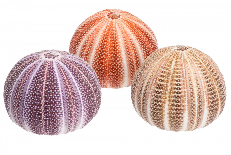 Seeigel schalen kaufen, Seeigel kaufen: Onlineshop und Versand