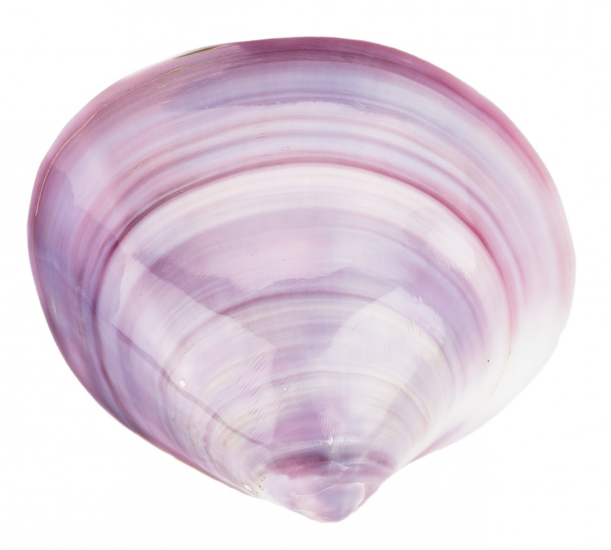 Purple Clam Schale halbiert ca. 7cm | Batissa violacea