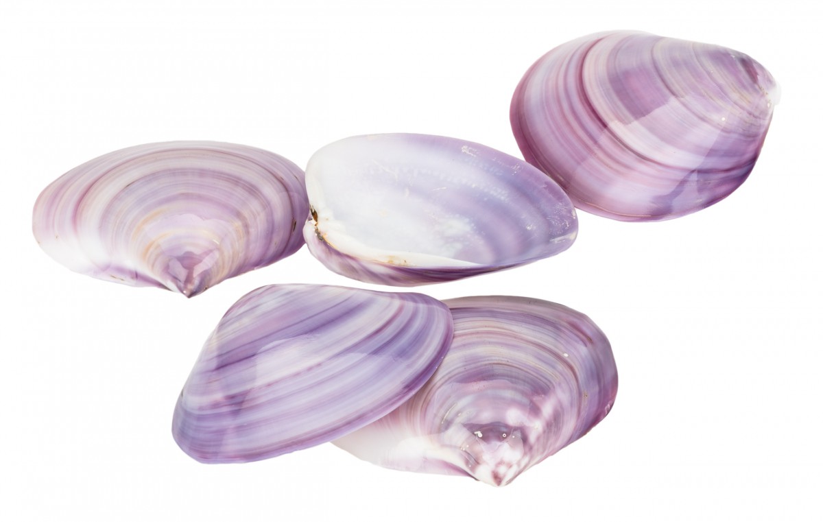 Purple Clam Schale halbiert ca. 7cm | Batissa violacea