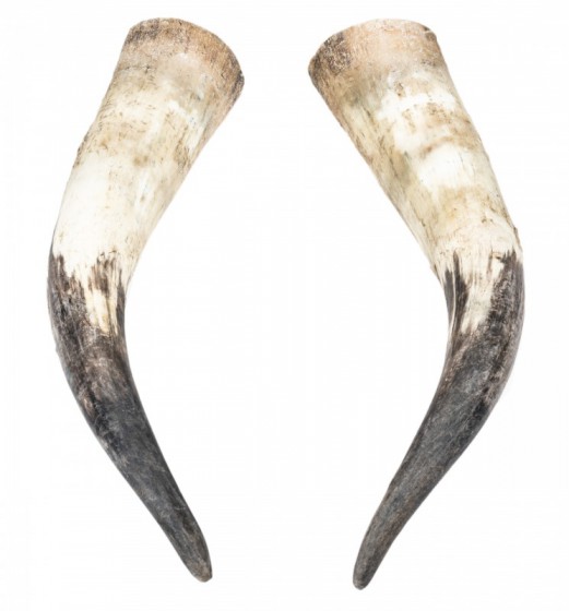 Rinderhorn Paar natur 40-49cm