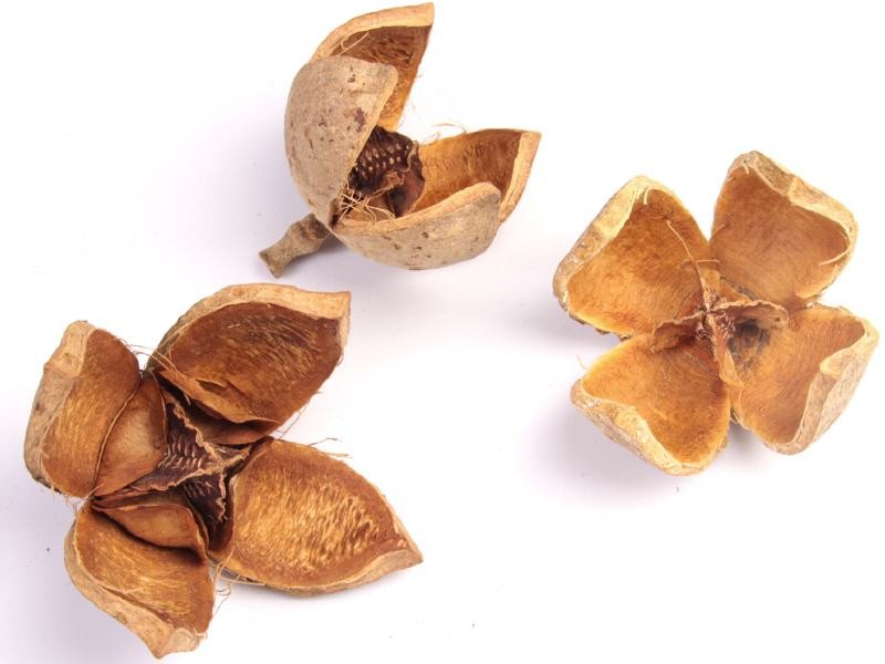 Khaya Mahagoni Frucht 5-7cm